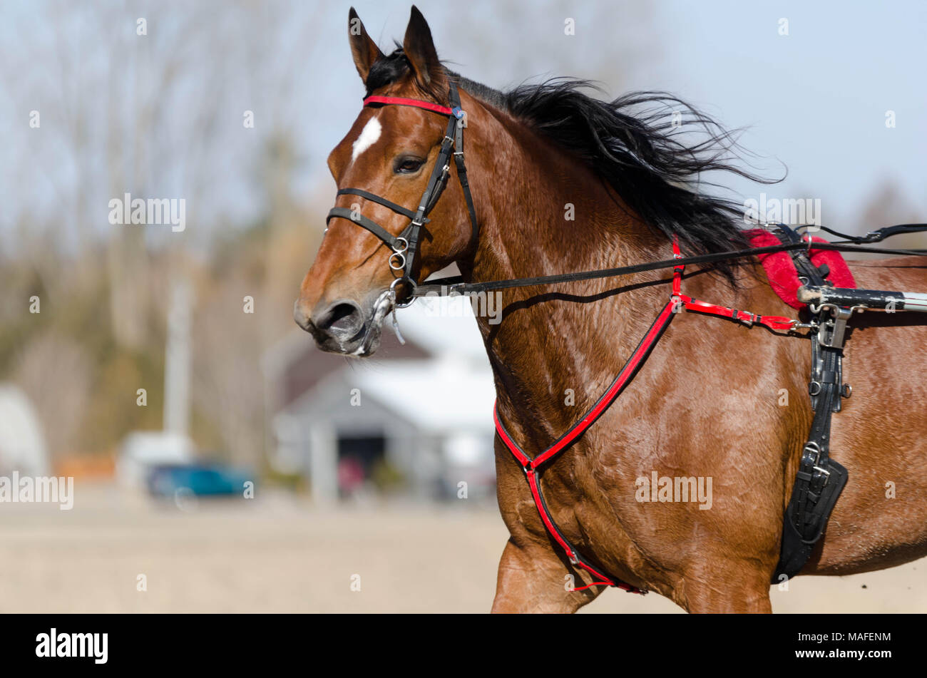 Standardbred hi-res stock photography and images - Alamy