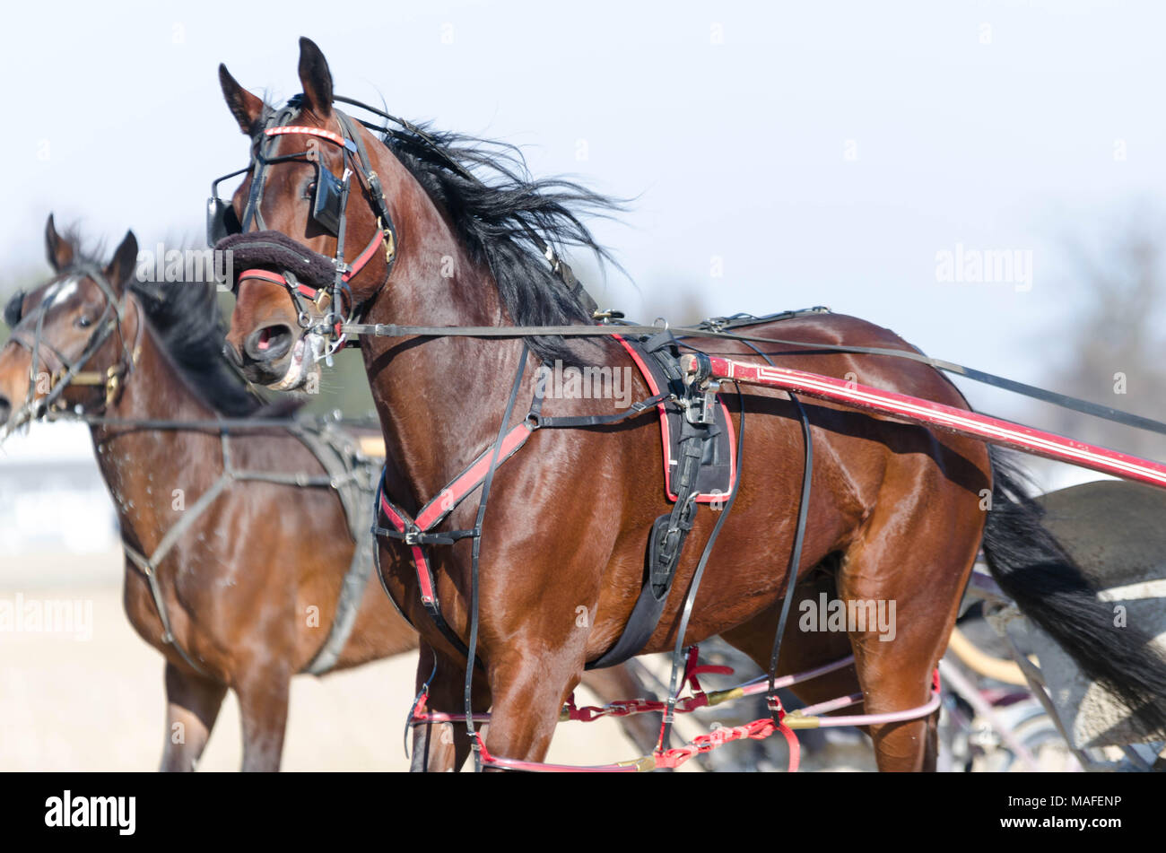 Two horses racing with blinkers hi-res stock photography and images - Alamy