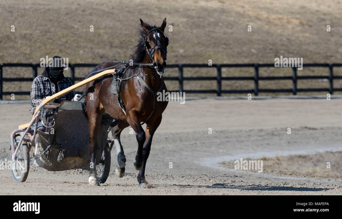 Standardbred hi-res stock photography and images - Alamy