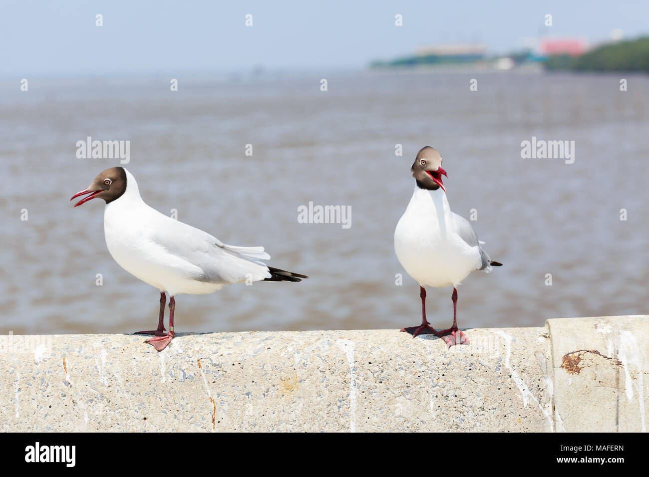 Seagull standing on a cement fence Stock Photo - Alamy
