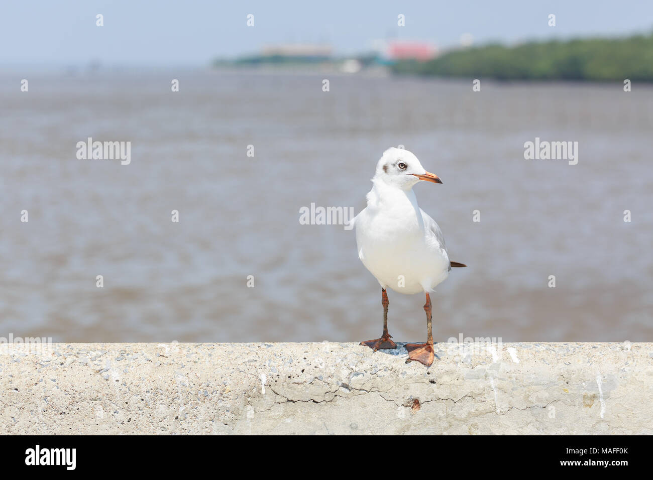 Seagull standing on a cement fence Stock Photo - Alamy