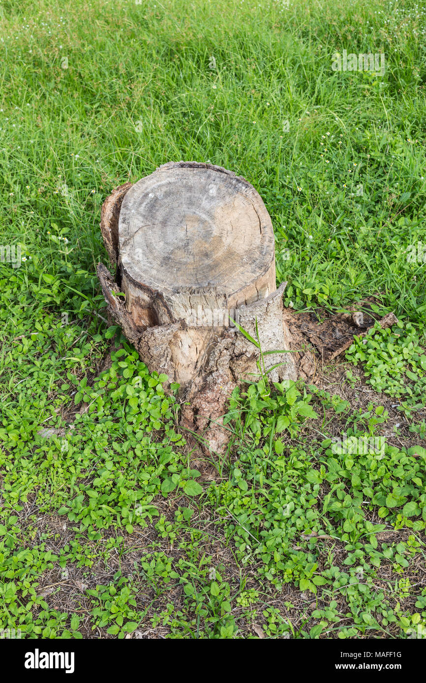 Tree stump in forest Stock Photo - Alamy
