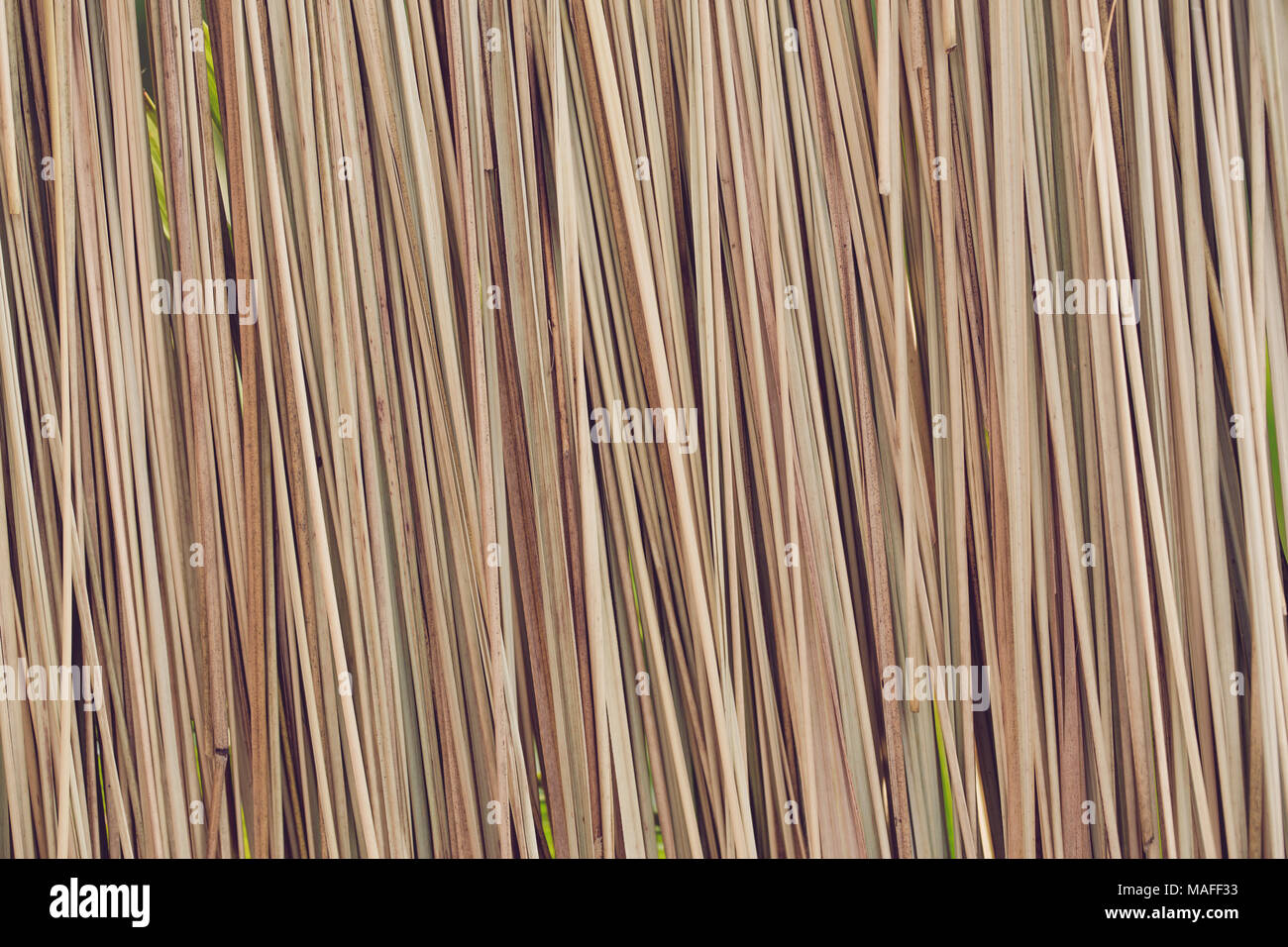 texture of Thatched from Imperata cylindrica Thailand Stock Photo - Alamy