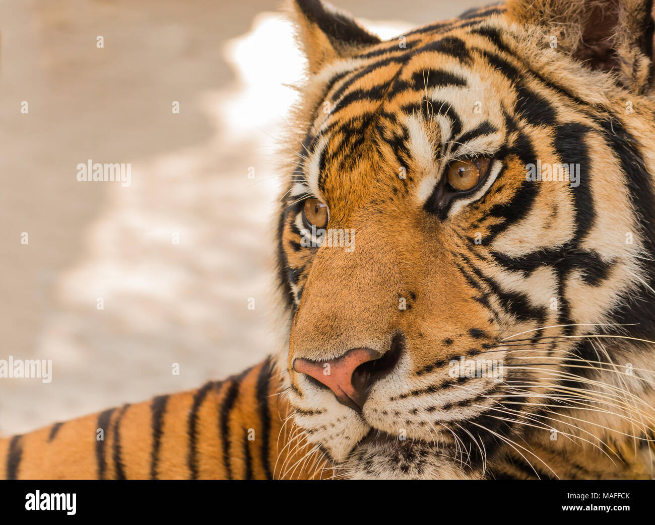 Close up tiger hi-res stock photography and images - Alamy
