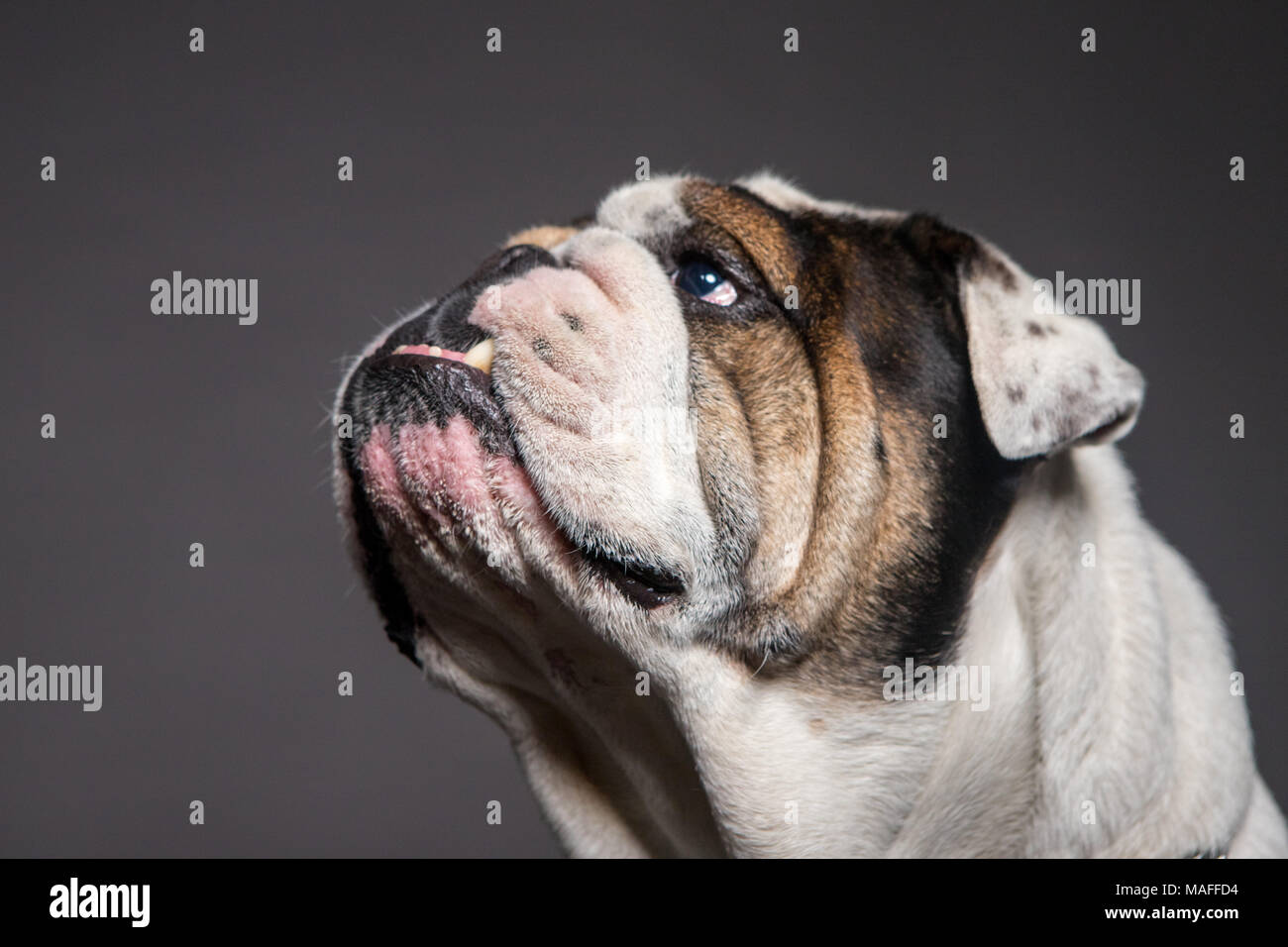 english bulldog face from the side on grey background Stock Photo - Alamy