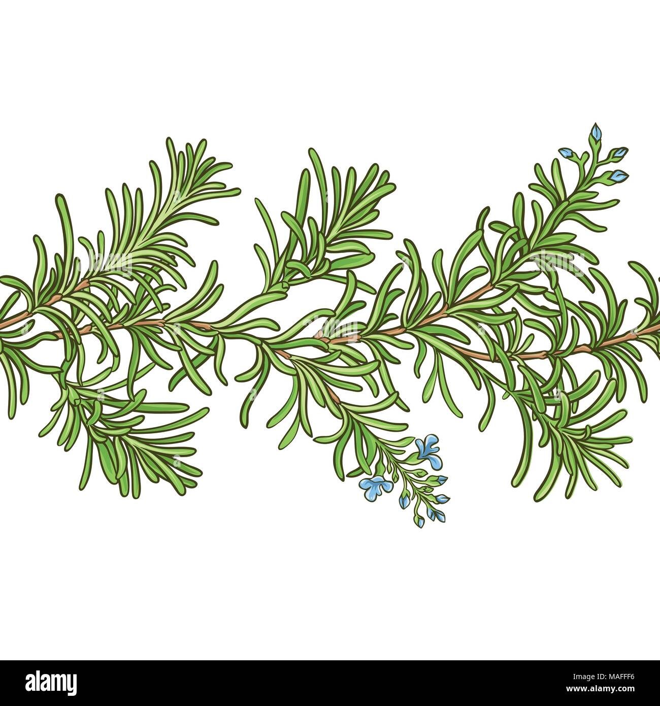 Rosemary plant Stock Vector Images - Alamy