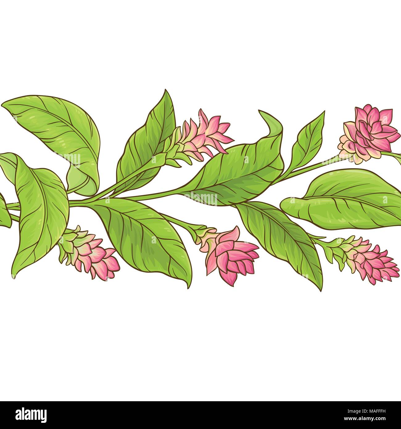 turmeric plant vector pattern on white background Stock Vector Image ...
