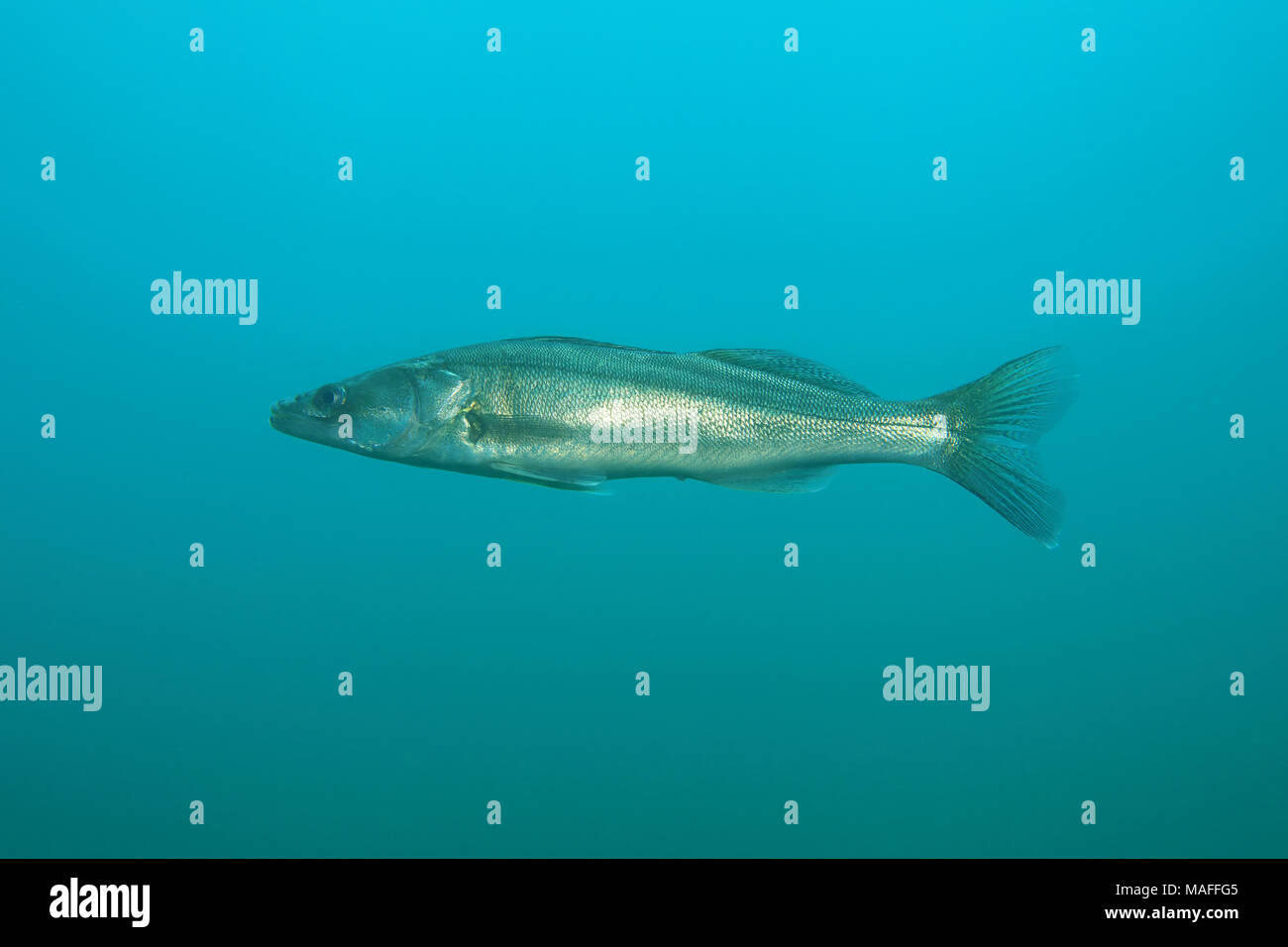 Eutrophic water fish hi-res stock photography and images - Alamy