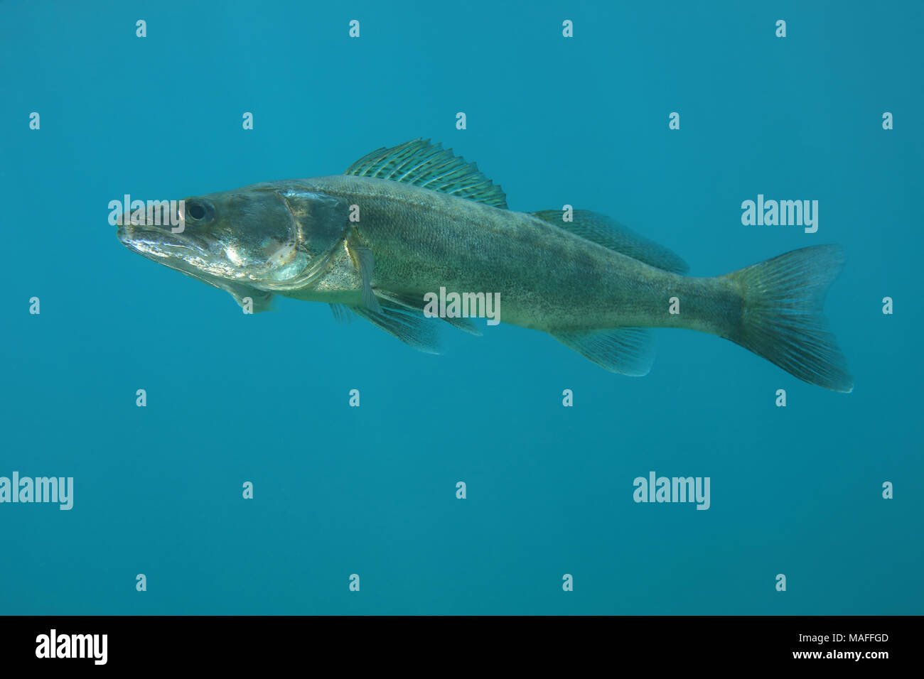 Perches freshwater fish hi-res stock photography and images - Alamy