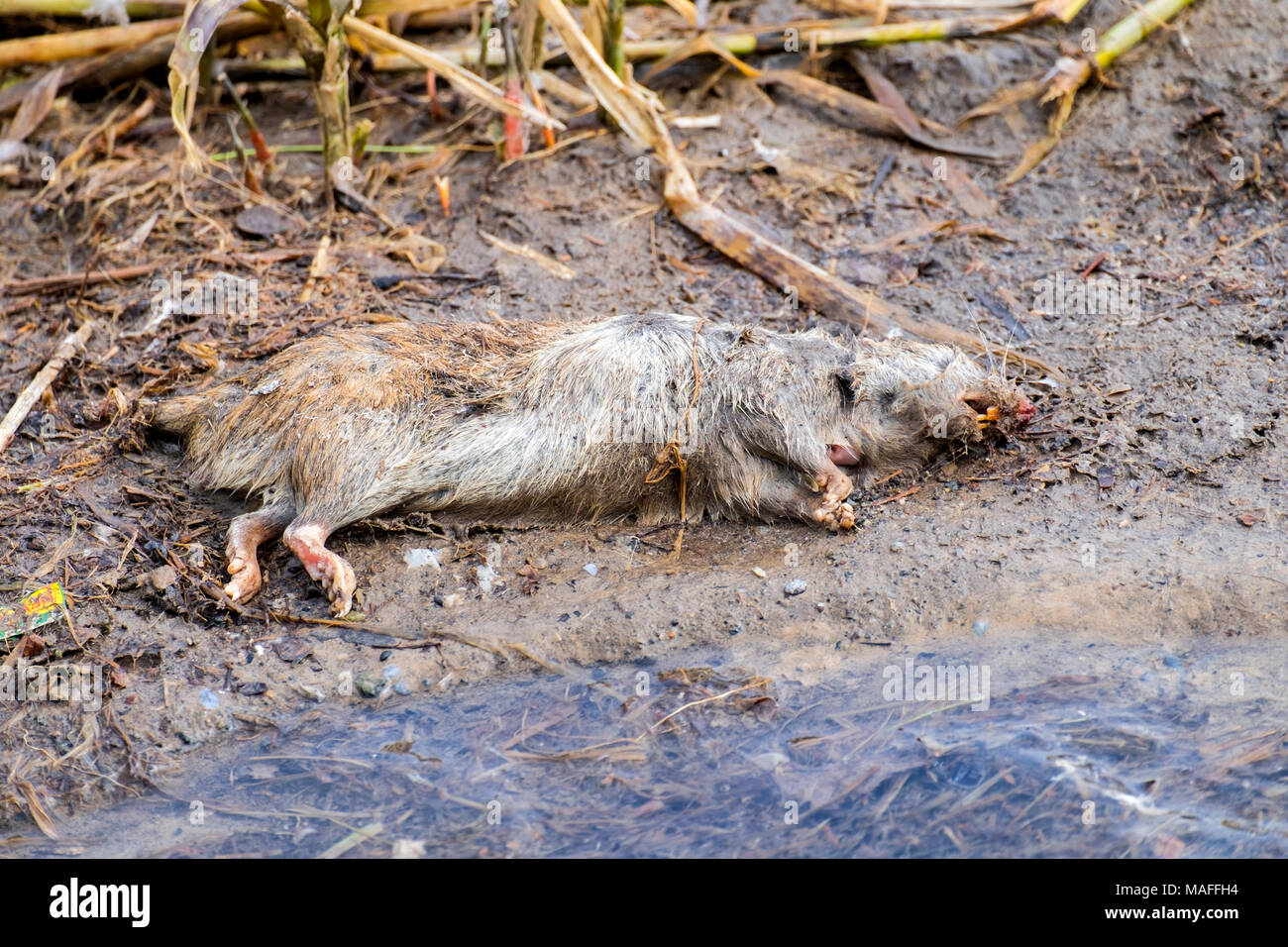 Drowned rat hi-res stock photography and images - Alamy