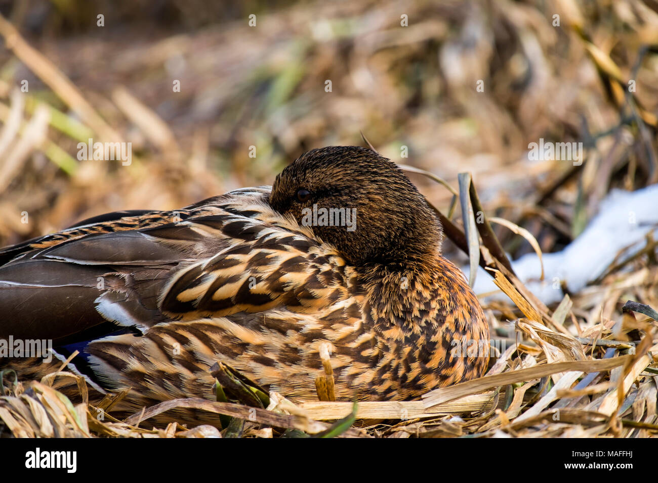 Sick duck hi-res stock photography and images - Alamy