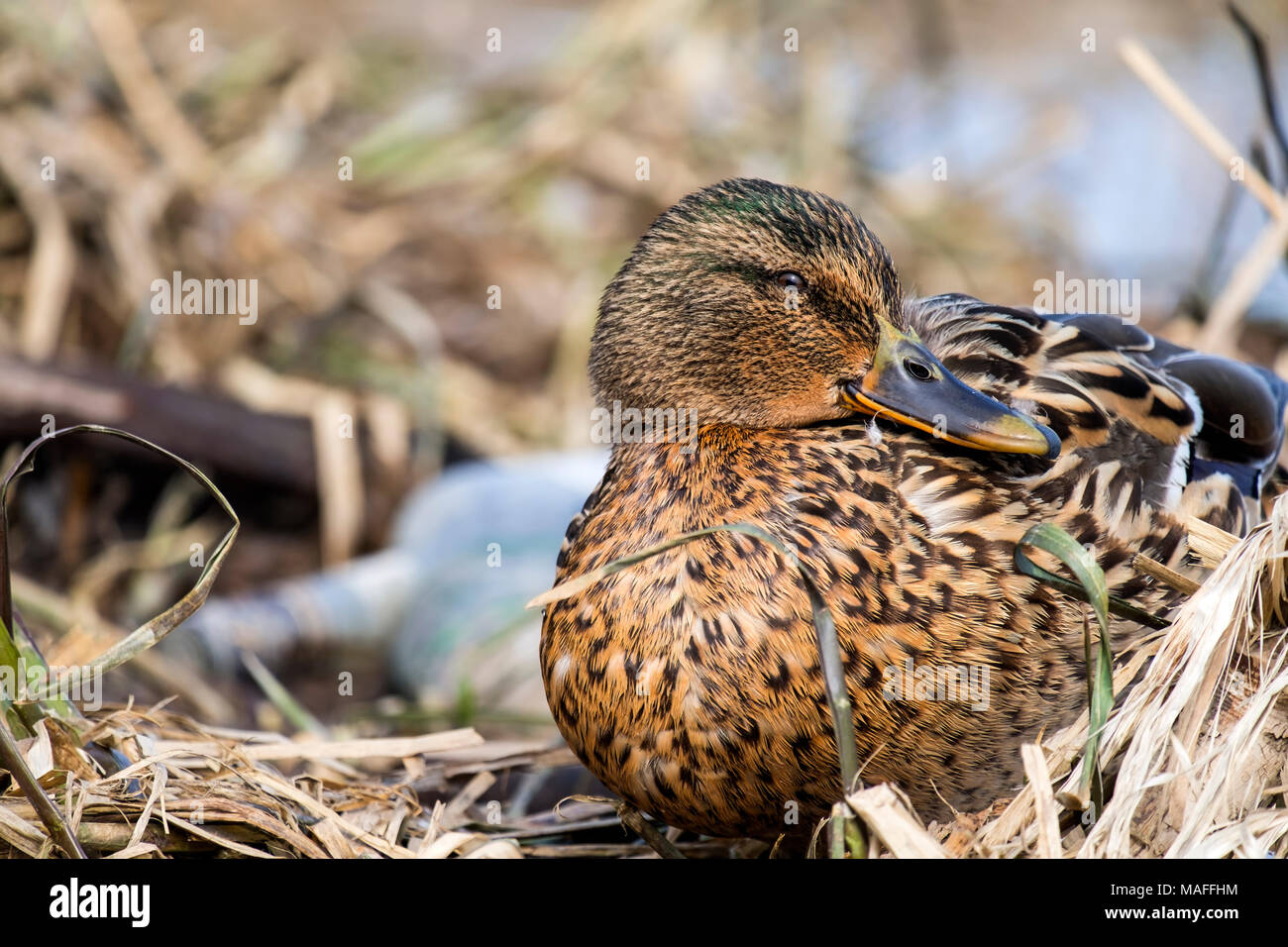 Sick duck hi-res stock photography and images - Alamy