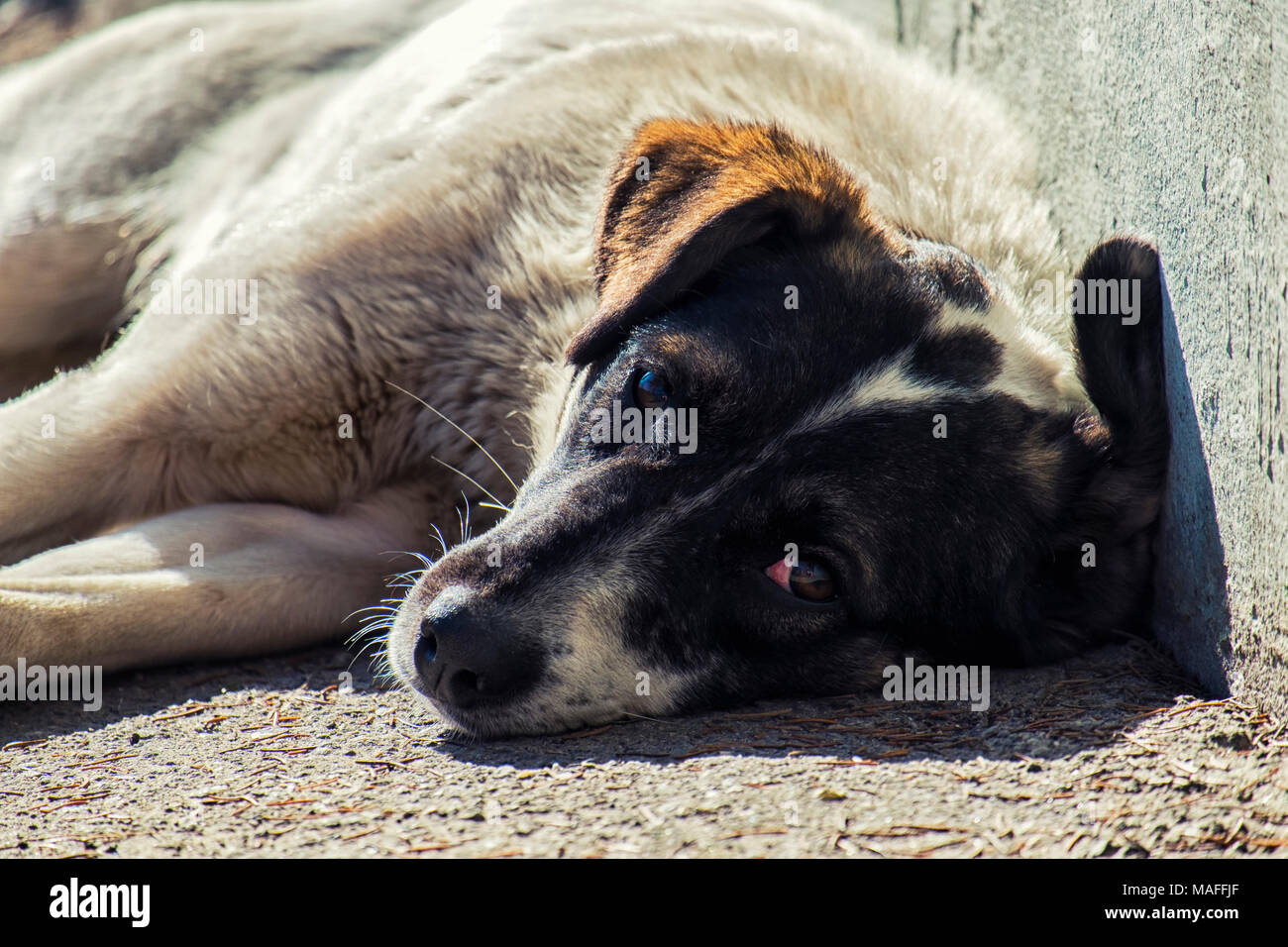 Homeless dog with sadness in his eyes lies on the ground Stock Photo ...