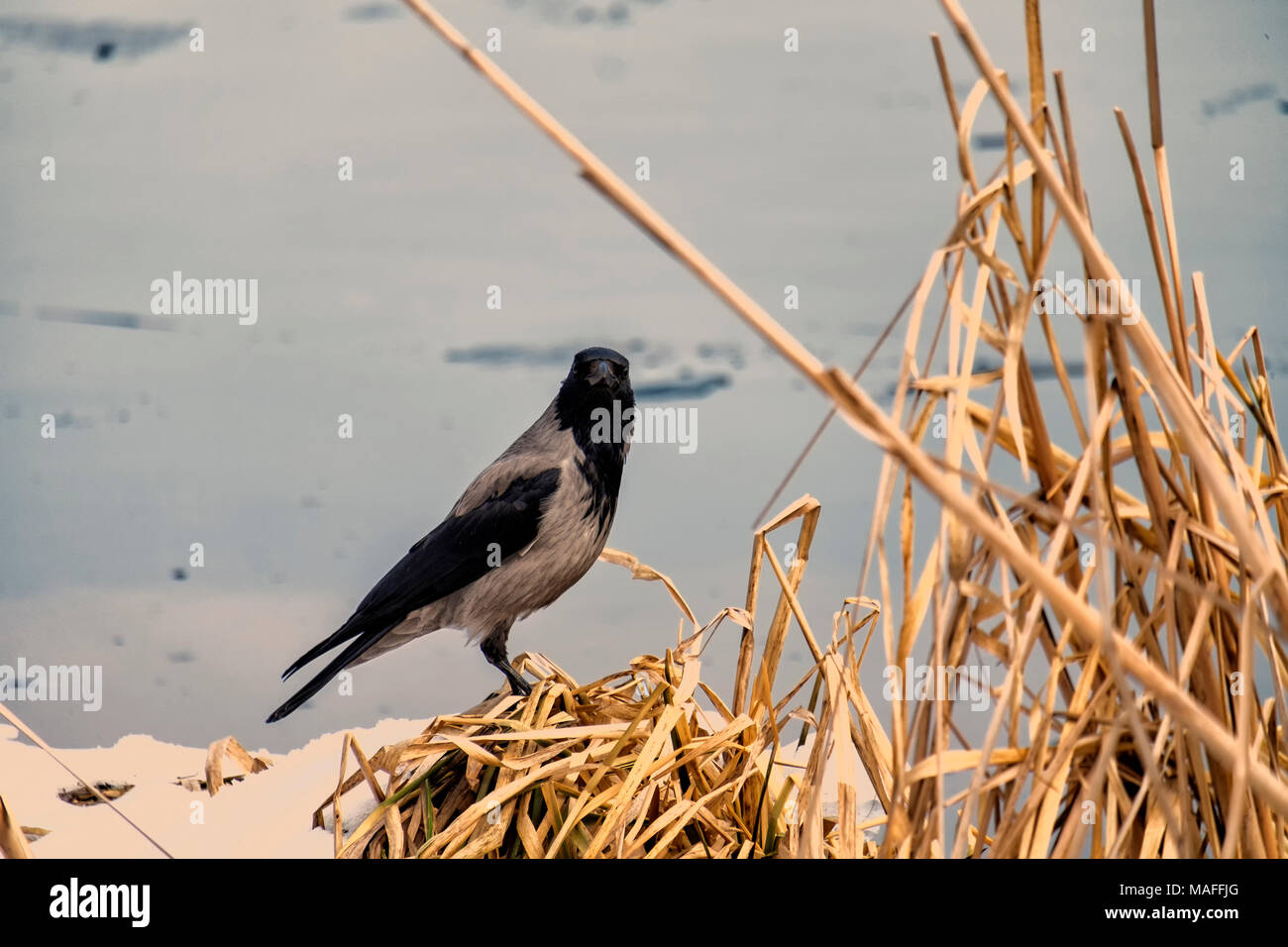 Hooded crow perched on a hummock of dry sedge on the river bank (Corvus ...