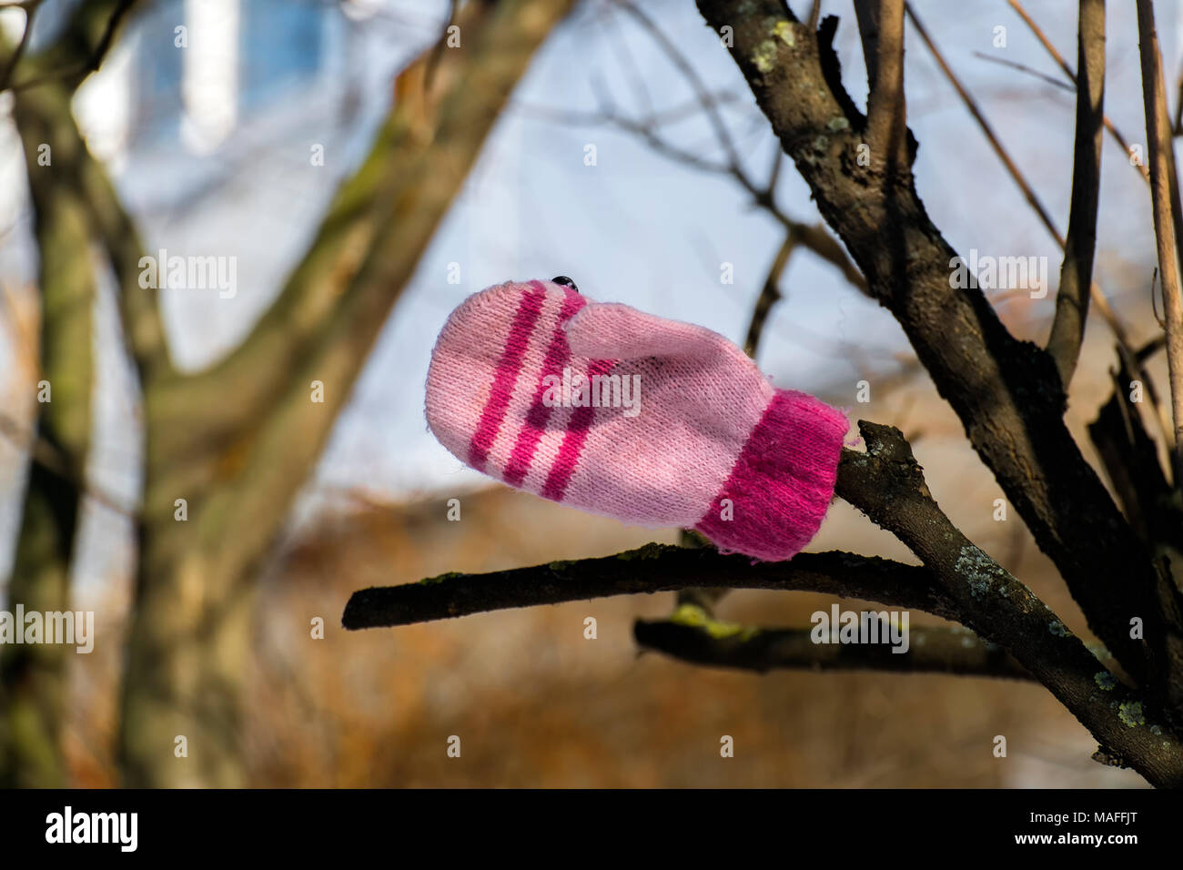 Lost children's mitten hanging on a branch Stock Photo - Alamy