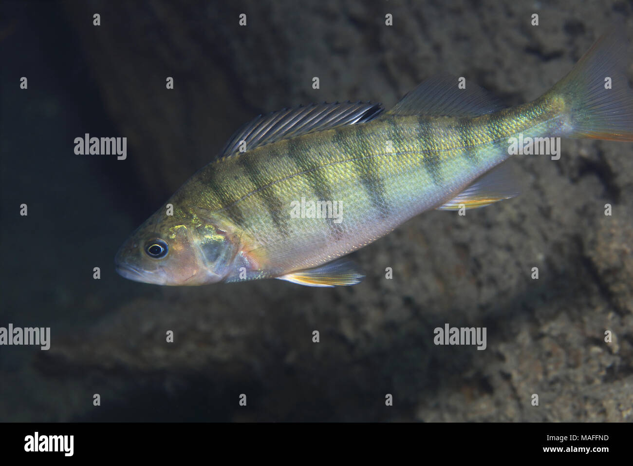 European perch fish (Perca fluviatilis) underwater in freshwater lake ...