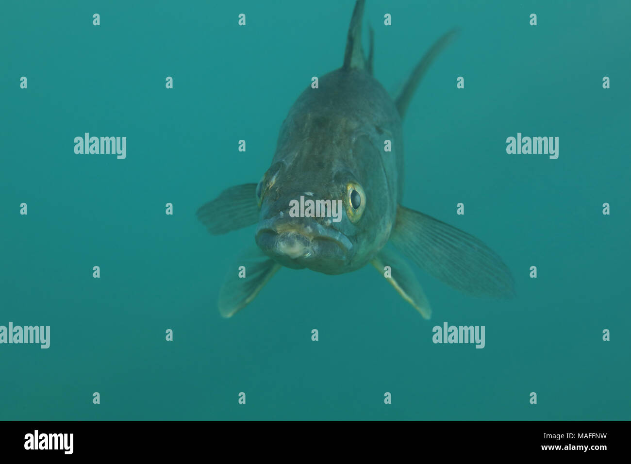 Pike perch fish (Sander lucioperca) underwater in european freshwater ...