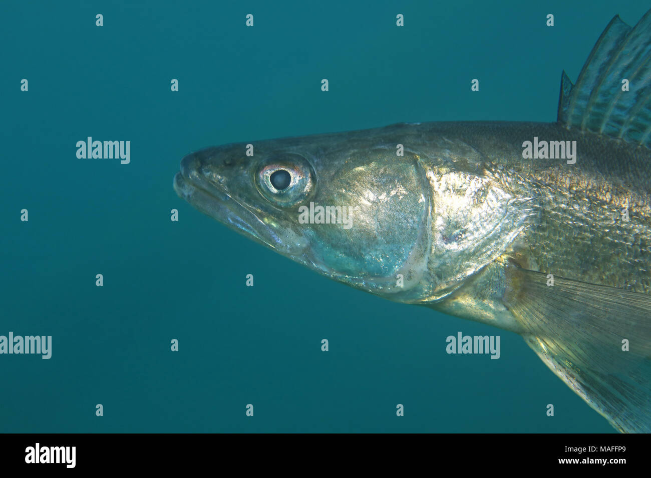 Pike perch fish (Sander lucioperca) underwater in european freshwater ...