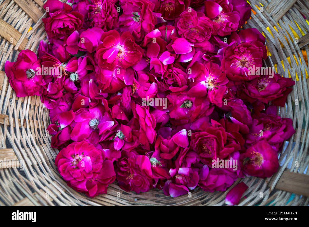 Flower petals for puja ceremony on the banks of Ganga river in Varanasi ...