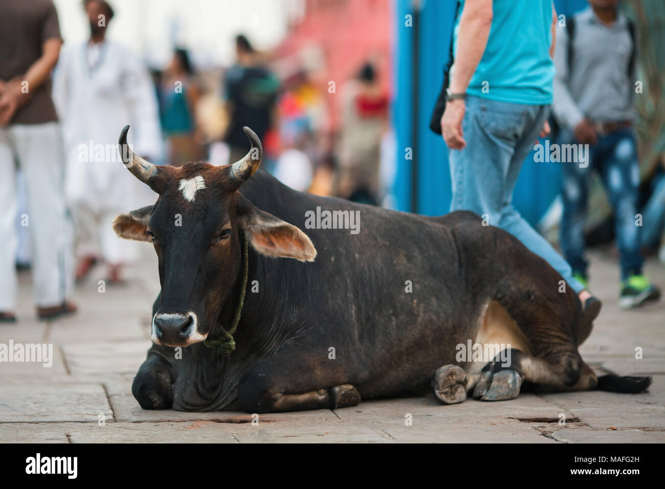 Cow lying on street hi-res stock photography and images - Alamy