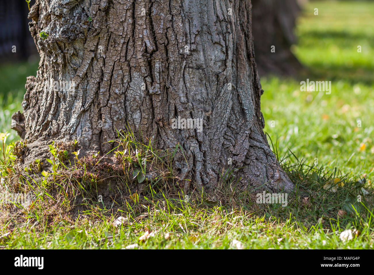 Trunks of trees in a morning sunlight park perspective view. Row of old ...