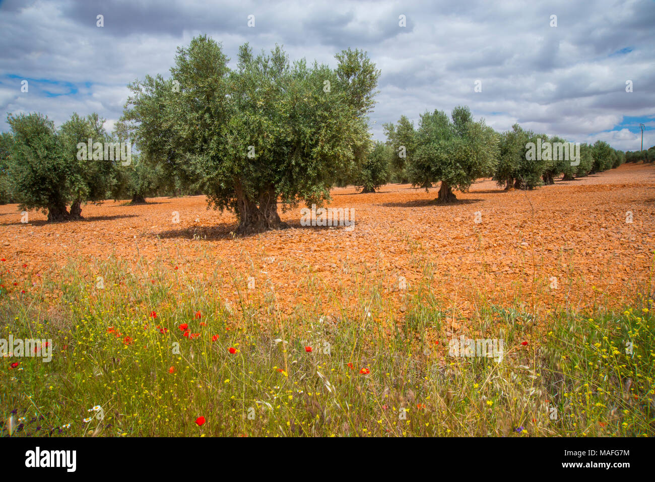 Mora Tree Stock Photos & Mora Tree Stock Images - Alamy