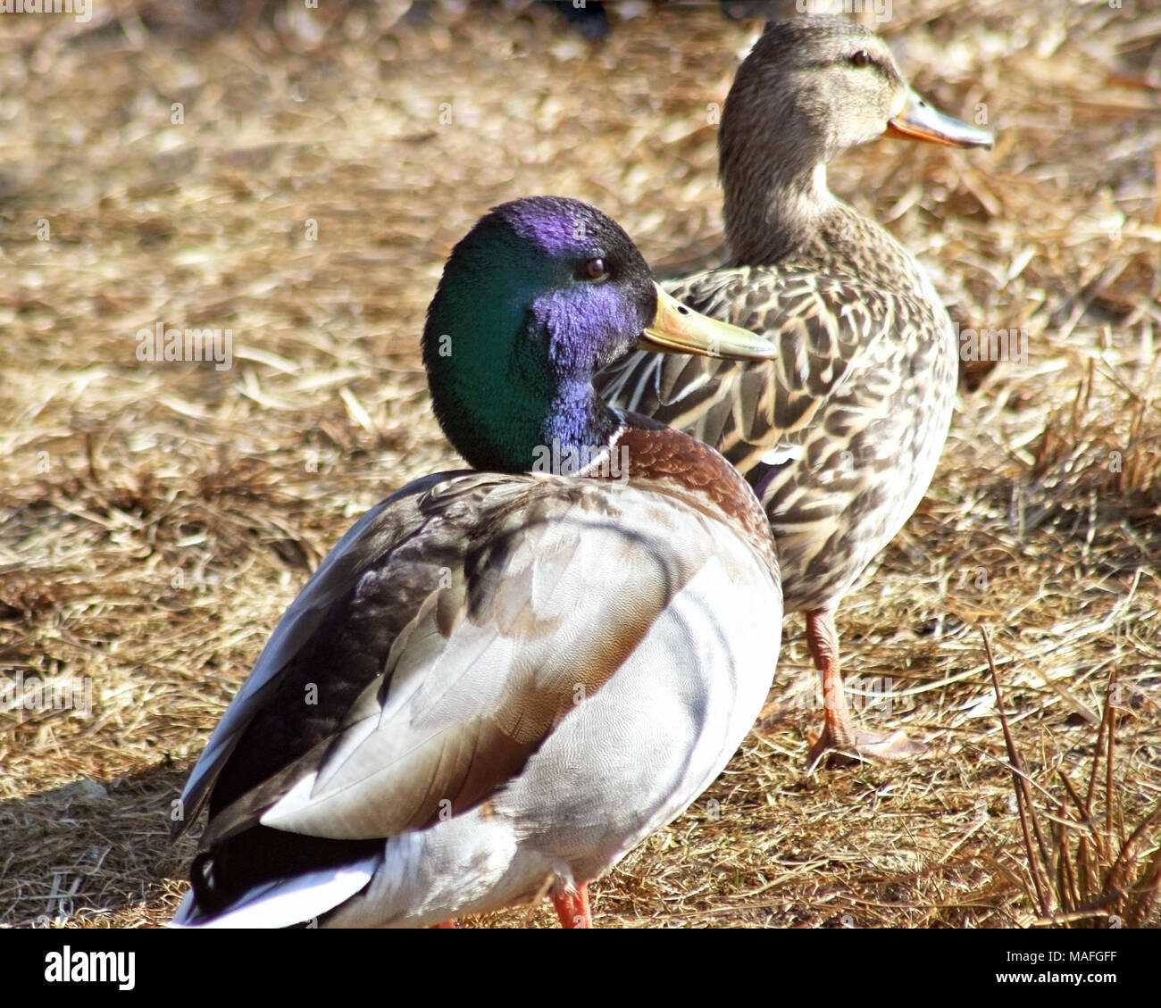 Mallard ducks male and female, Drake with blue feathered head in ...