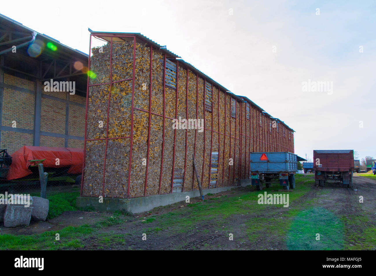 Maize storage for corn. Corn Cobs In Storage Place Stock Photo - Alamy
