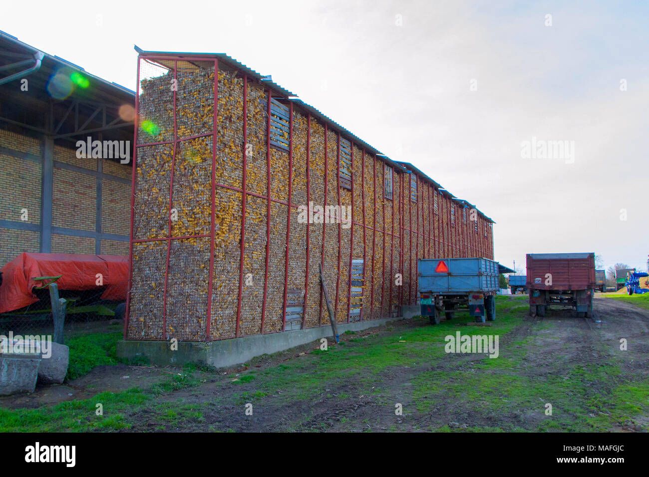 Maize storage for corn. Corn Cobs In Storage Place Stock Photo - Alamy