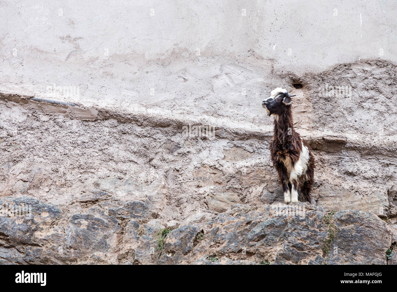 Mountain goat standing against a wall at a berber village Tamatert in ...