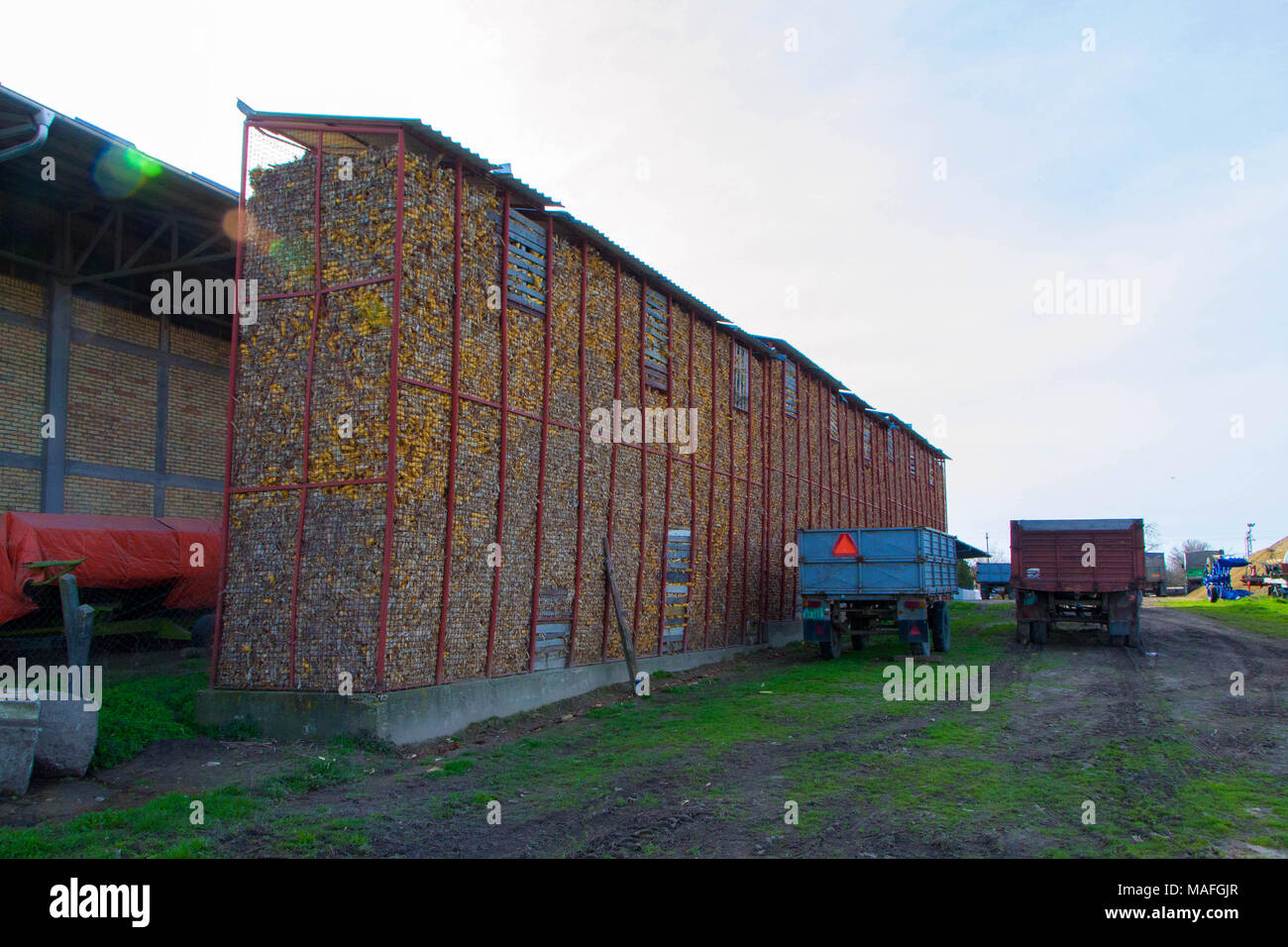 Maize storage for corn. Corn Cobs In Storage Place Stock Photo - Alamy