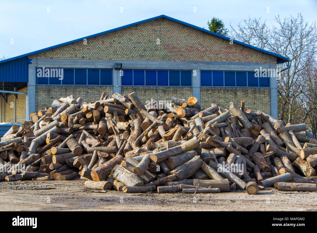 Cut wood for firewood. The texture of cut wood.Natural chopped wood ...