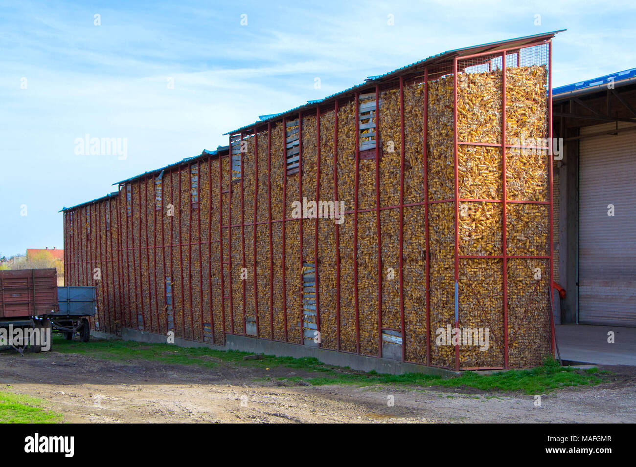 Maize storage for corn. Corn Cobs In Storage Place Stock Photo - Alamy