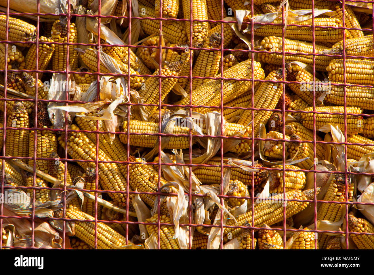 Corn in maize storage. corn after the harvest is placed in maize ...