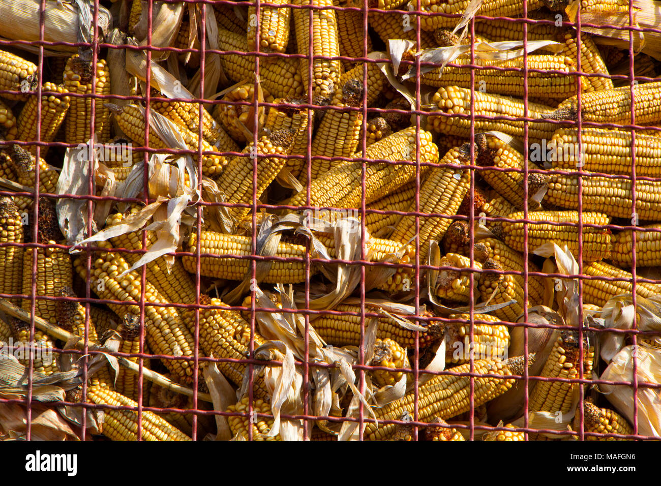 Corn in maize storage. corn after the harvest is placed in maize ...