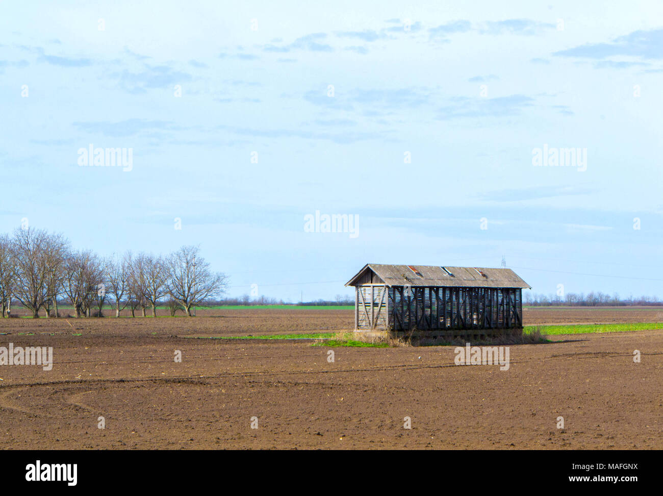 Old traditional maize storage for corn. Corn Cobs In Storage Place ...