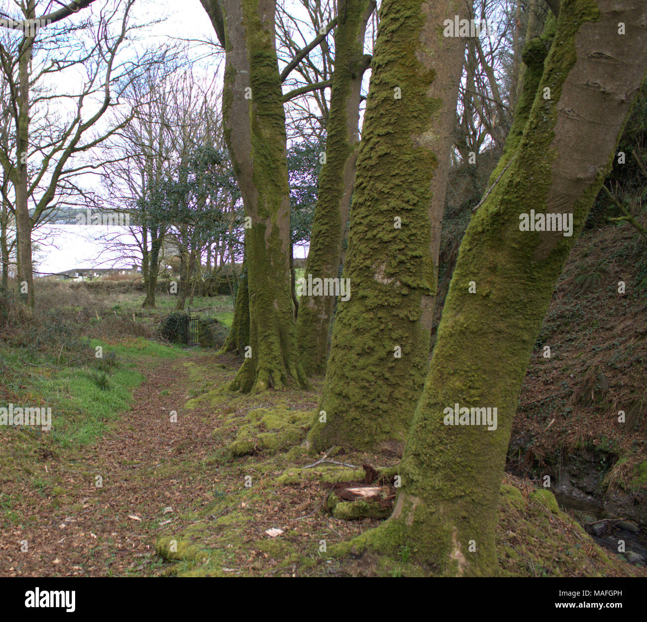 Woodland path hi-res stock photography and images - Alamy