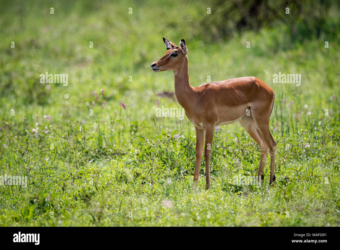 Impala in long grass hi-res stock photography and images - Alamy
