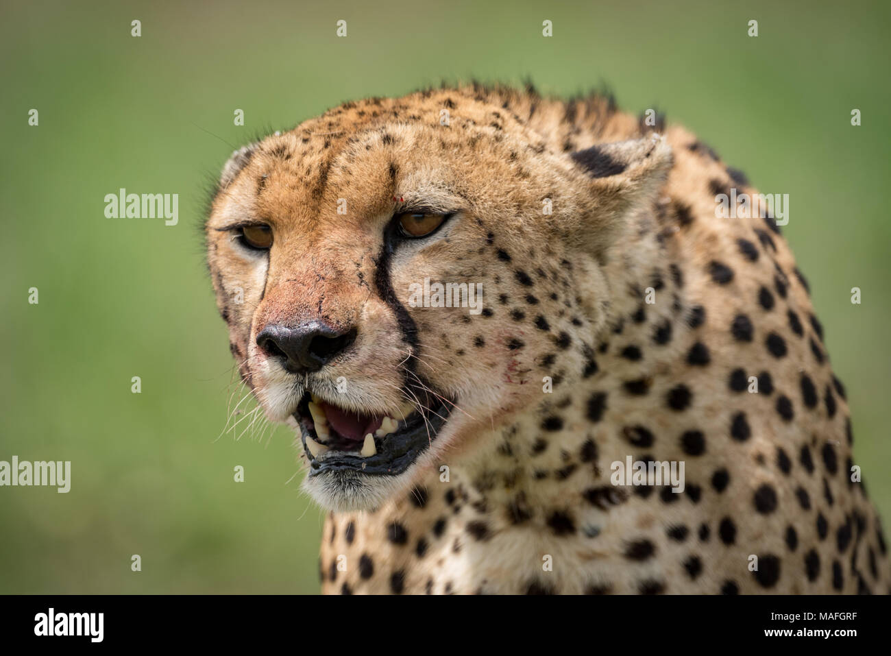 Close-up of cheetah sitting with blood-stained mouth Stock Photo - Alamy