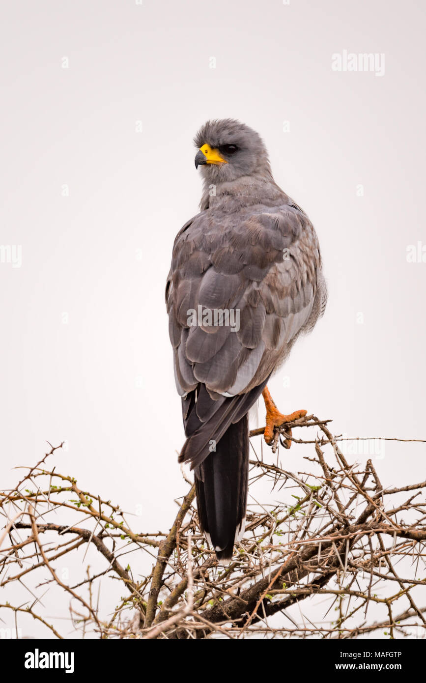 The eastern chanting goshawk hi-res stock photography and images - Alamy