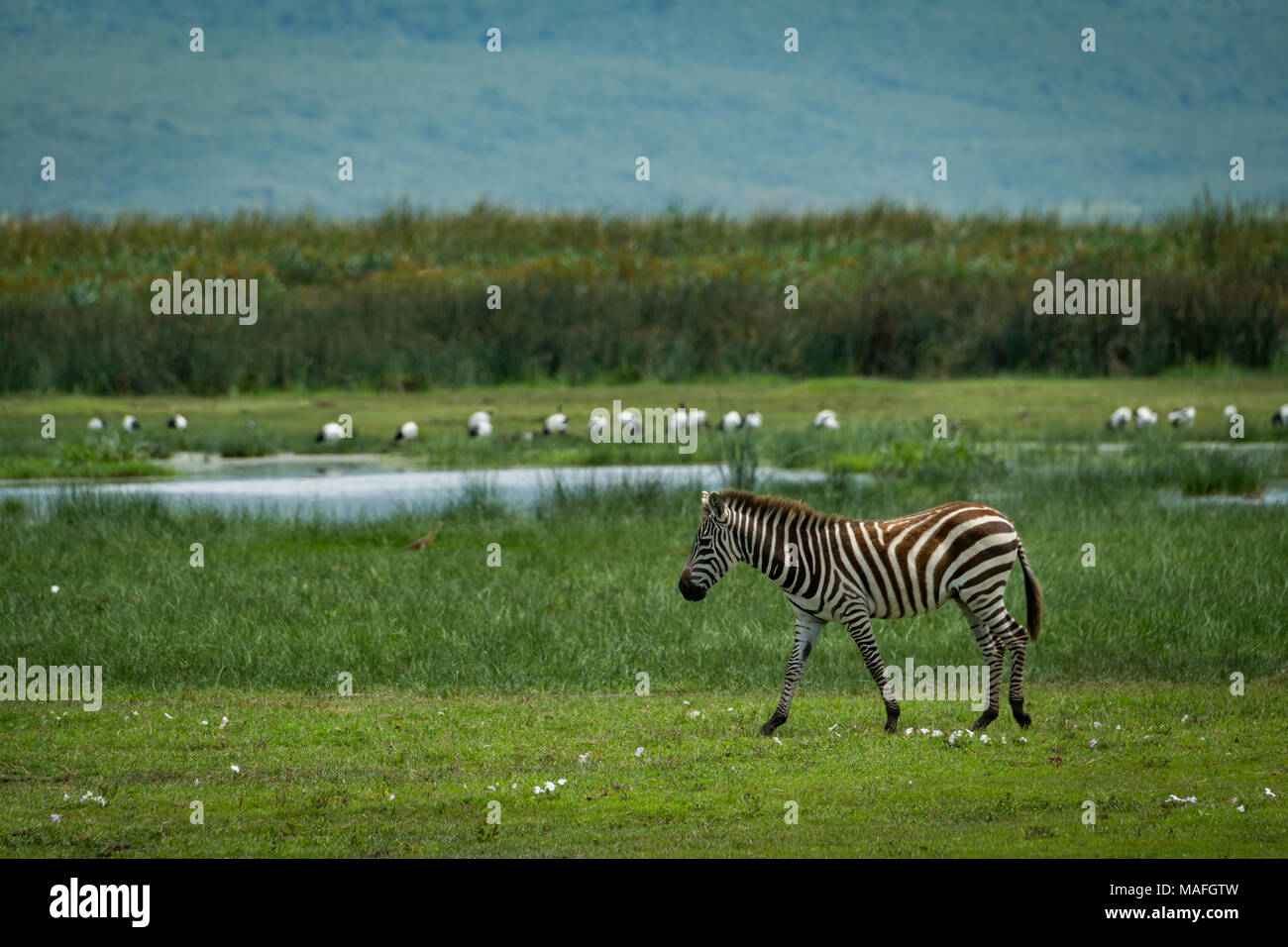Common zebra walking beside lake with birds Stock Photo - Alamy