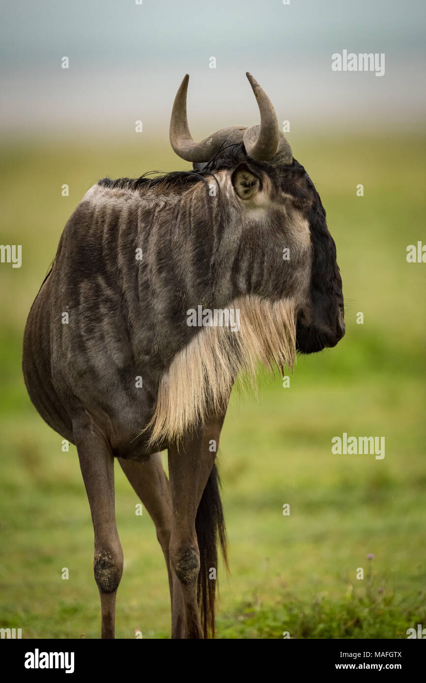 Close-up of white-bearded wildebeest standing head turned Stock Photo ...