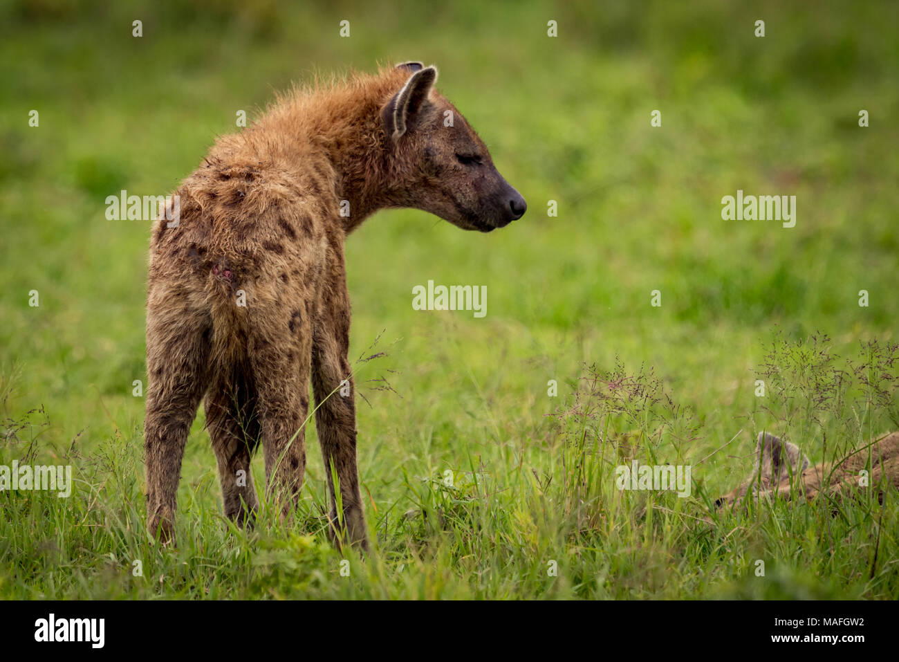 Close-up of spotted hyena looking towards another Stock Photo - Alamy