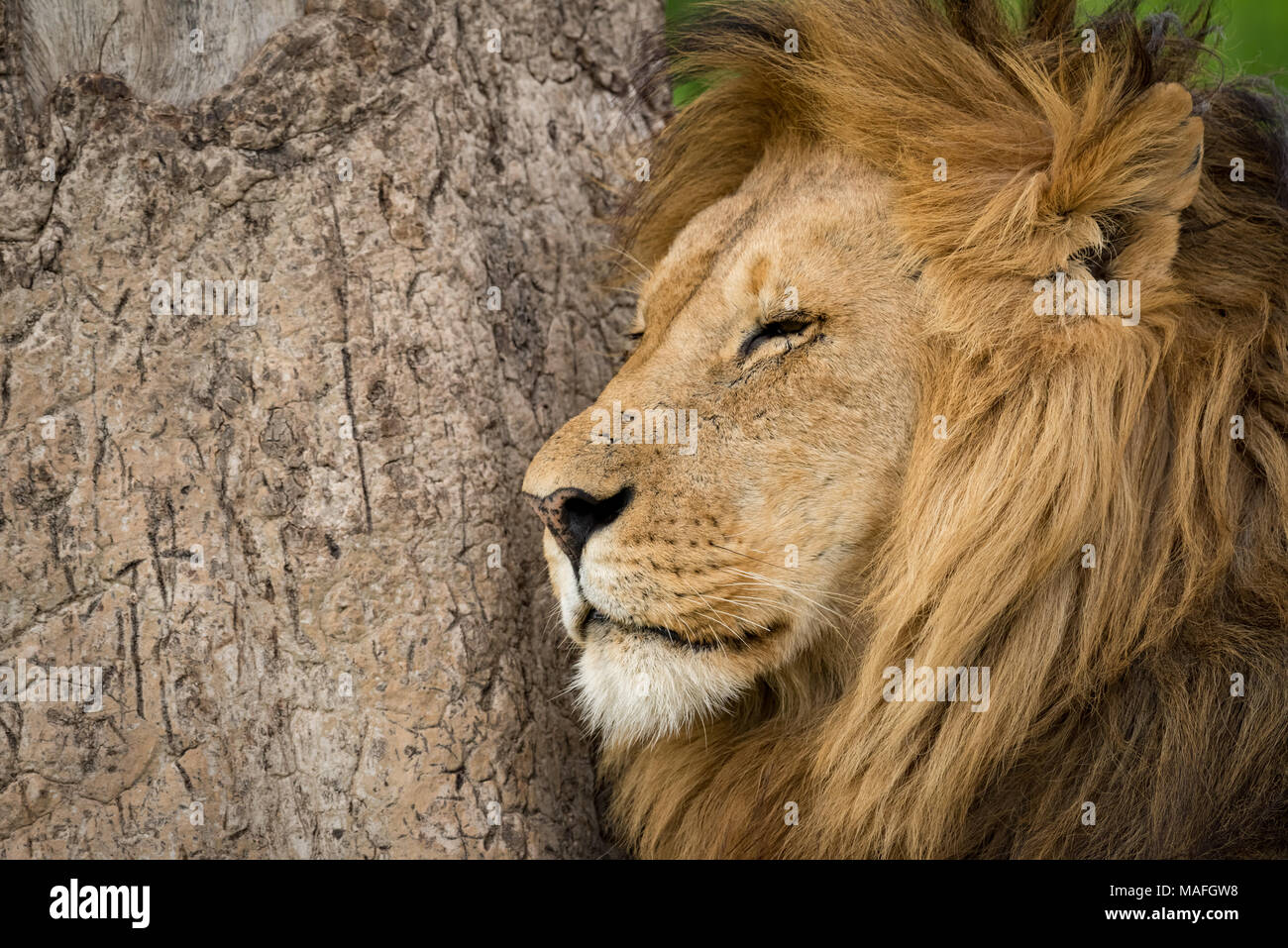 Close-up of male lion with eyes closed Stock Photo - Alamy