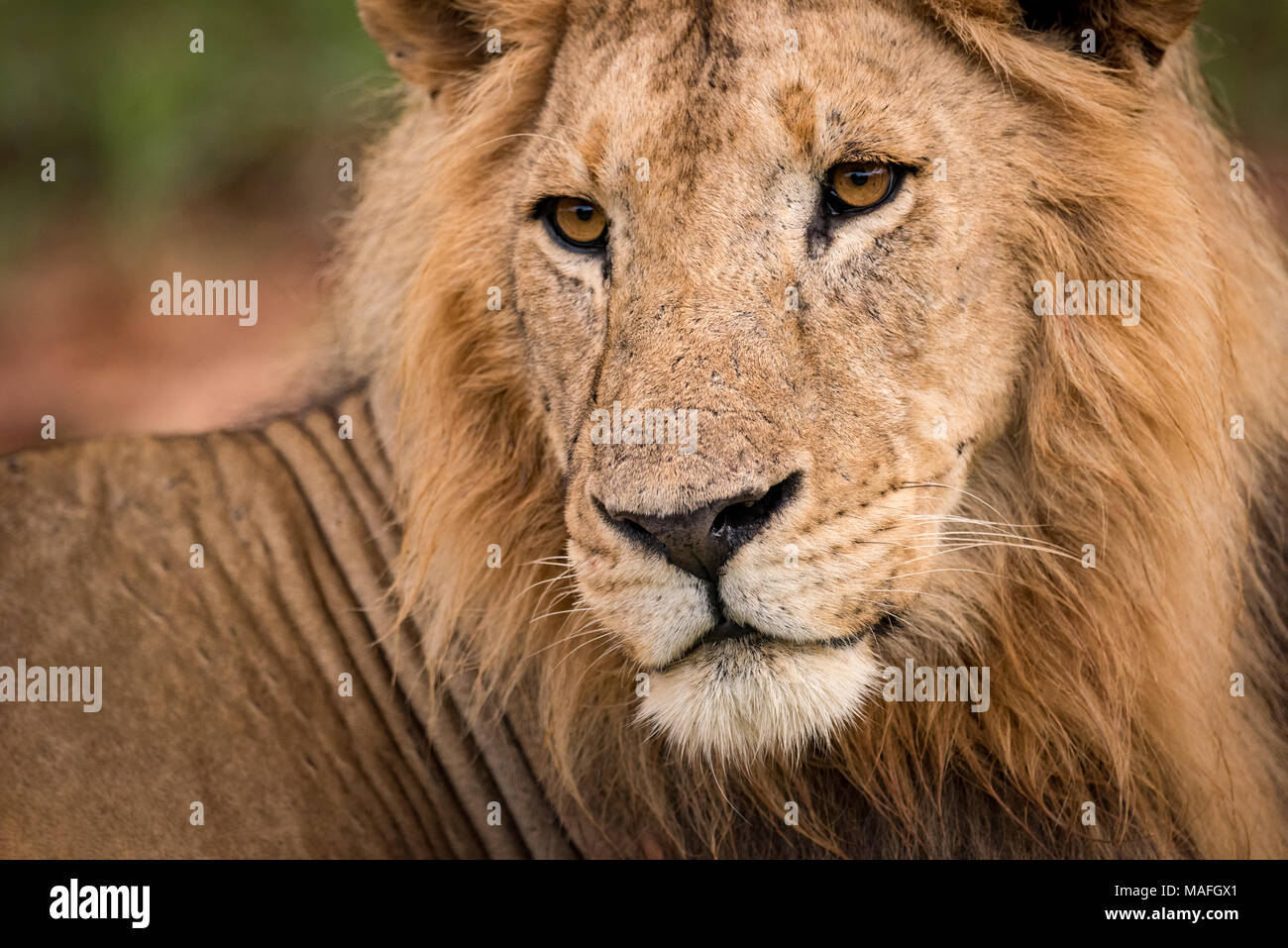Close-up of male lion head and back Stock Photo - Alamy