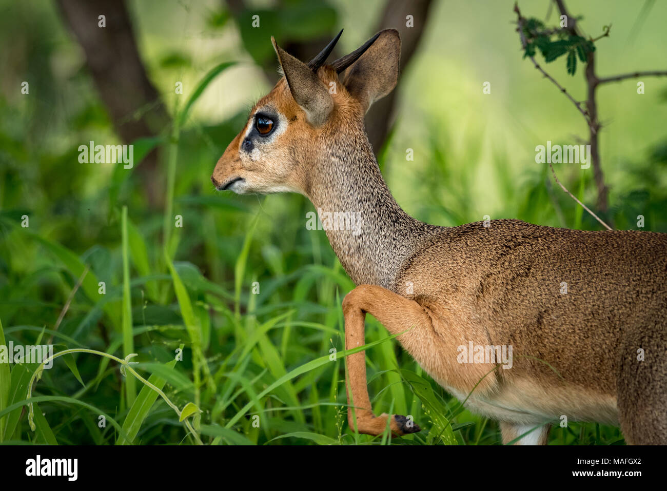 Close-up of Kirk dik-dik lifting front leg Stock Photo - Alamy