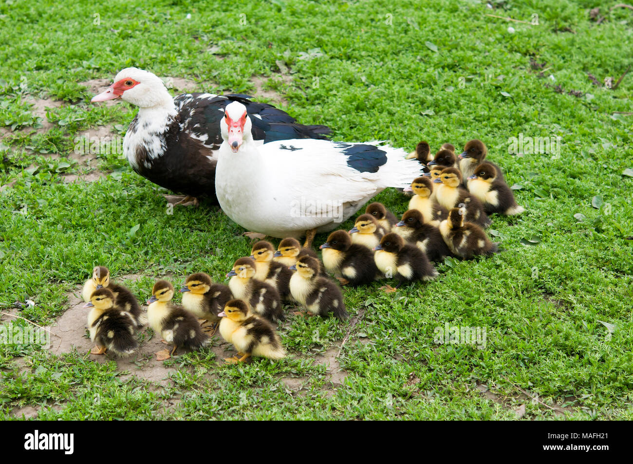 Big yellow duck hi-res stock photography and images - Alamy