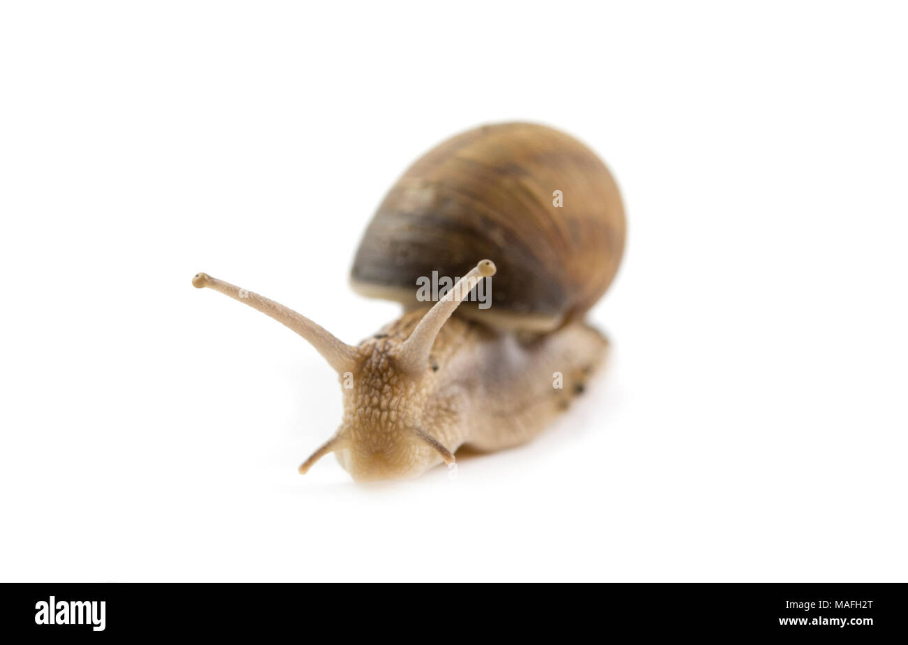 snail isolated on a white background Stock Photo - Alamy