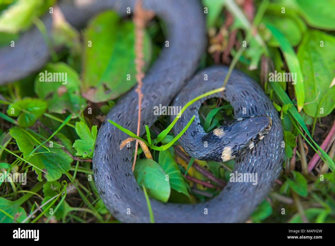 Snake in grass wilderness hi-res stock photography and images - Alamy