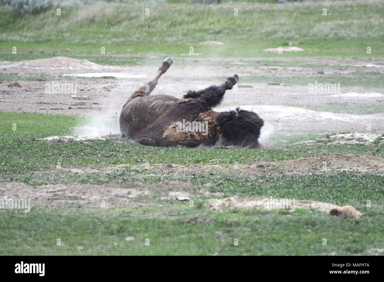 Buffalo rolls over hi-res stock photography and images - Alamy